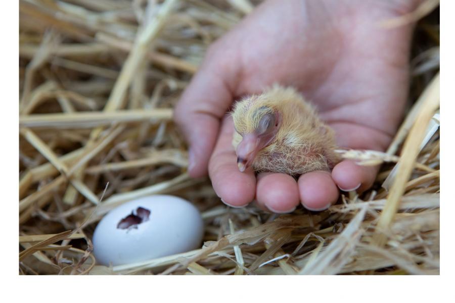 Connaissez-vous l'élevage des pigeons ? | Aliment Betail Limousin